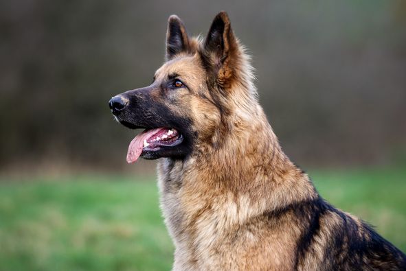 Les Couleurs de l’Altdeutscher Schäferhund