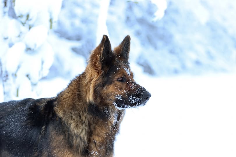 La Santé des Altdeutscher Schäferhund | Prévention et Dépistage